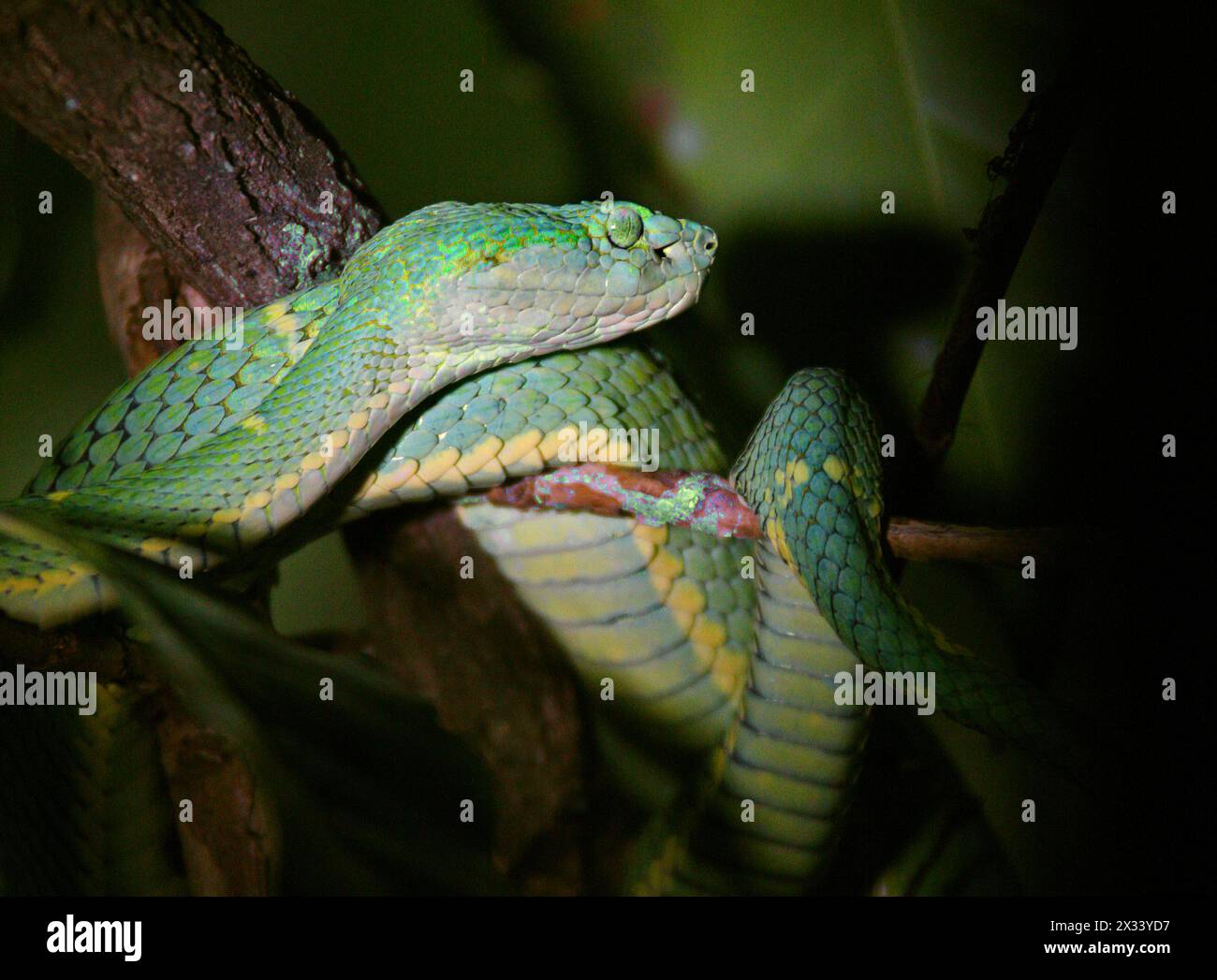 Side-striped Palm-pitviper, Bothriechis lateralis, Viperidae ...