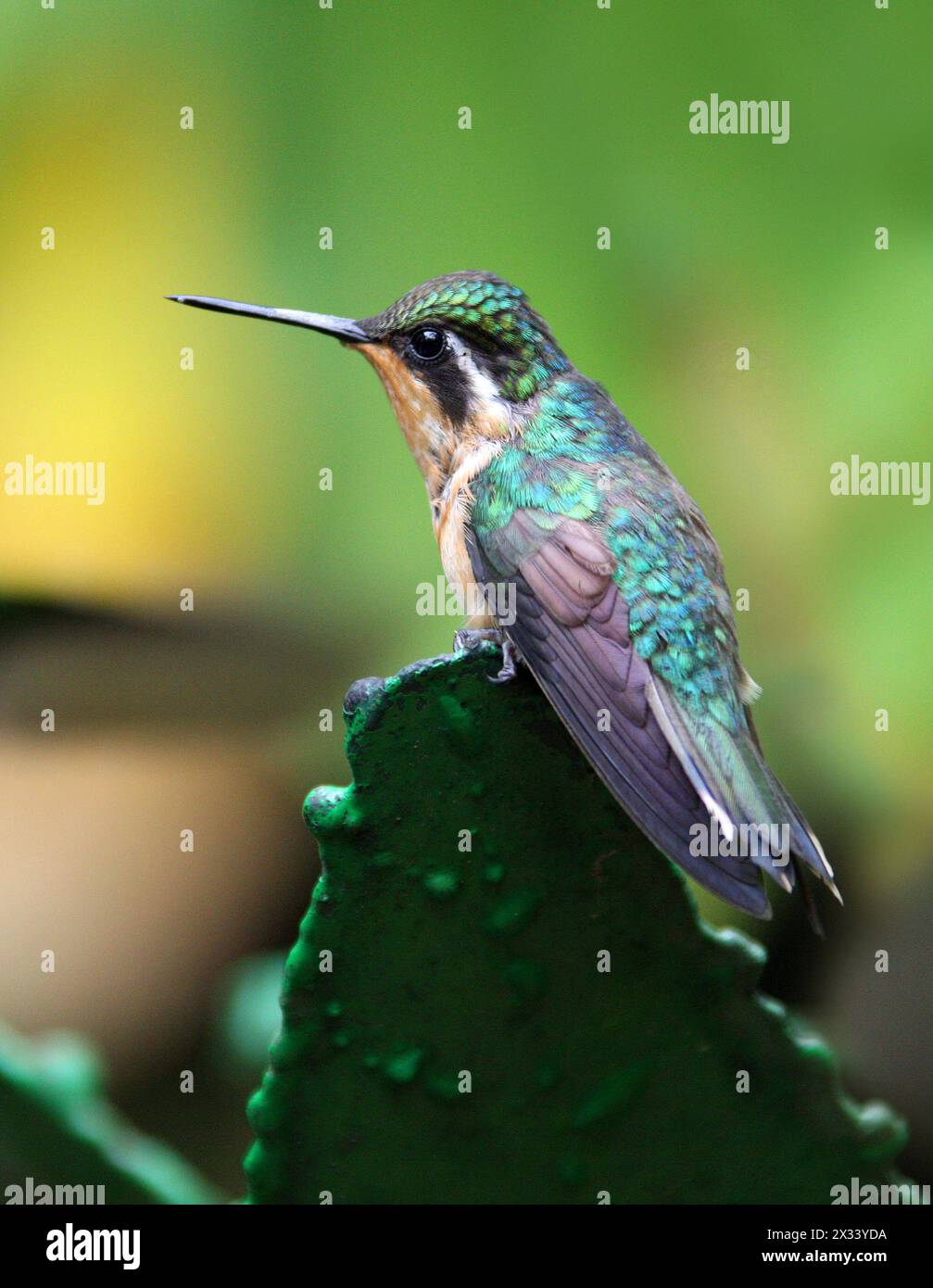 Female Purple-throated Mountain-gem, Lampornis calolaemus, Trochilidae ...