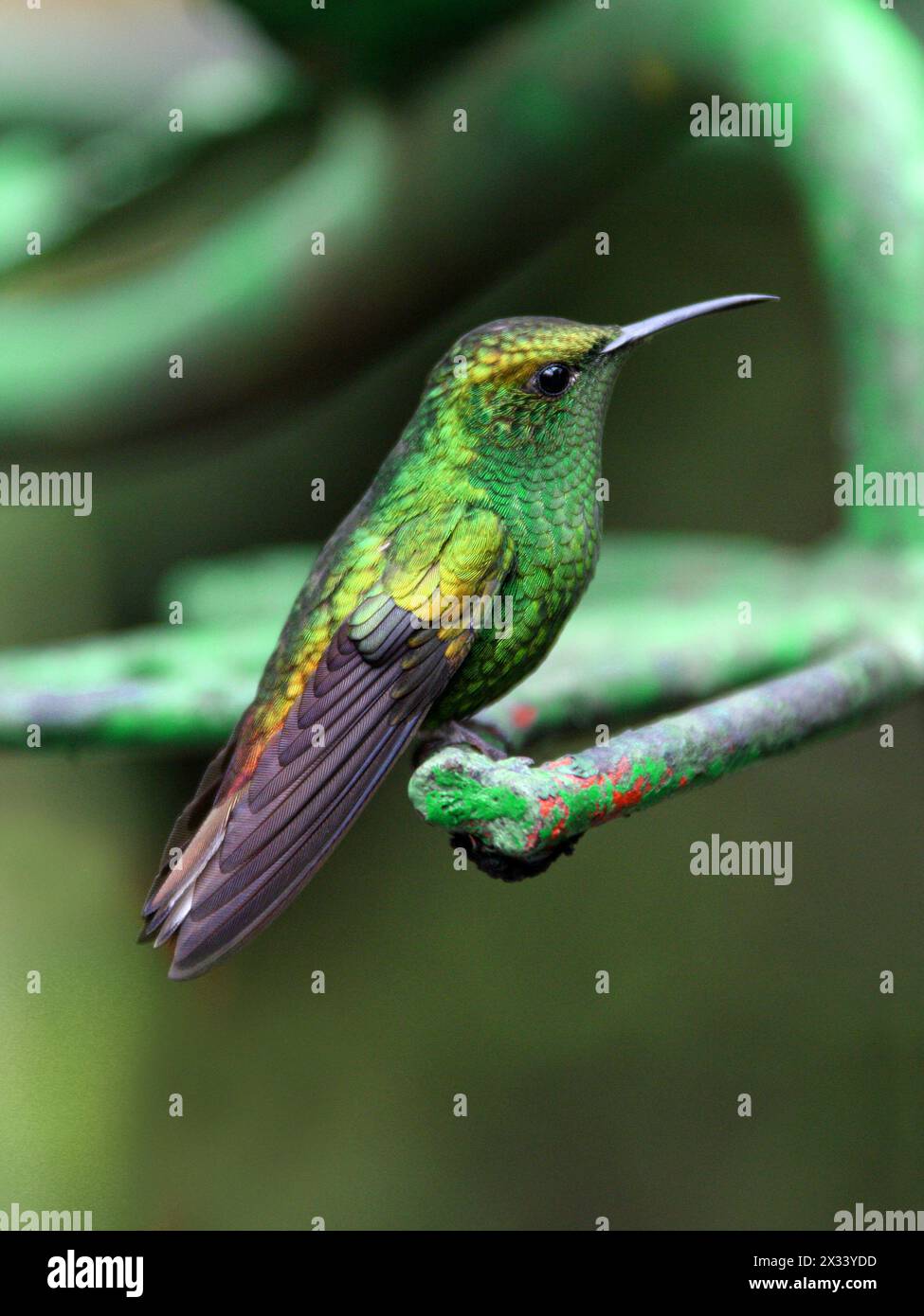 Male Coppery-headed Emerald, Elvira cupreiceps, Trochilidae. Monteverde ...