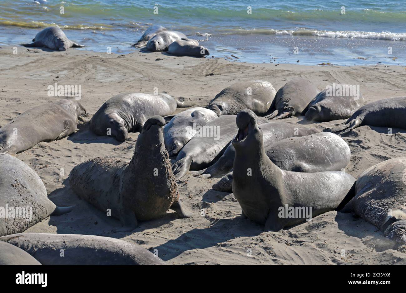 Elephant Seals at Vista Point, California Stock Photo - Alamy