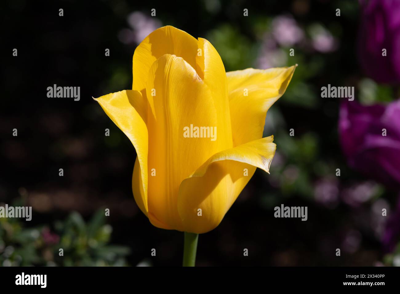 Tulip World Friendship Stock Photo - Alamy