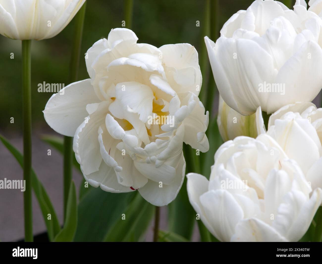 Tulip Ice Wonder Stock Photo - Alamy