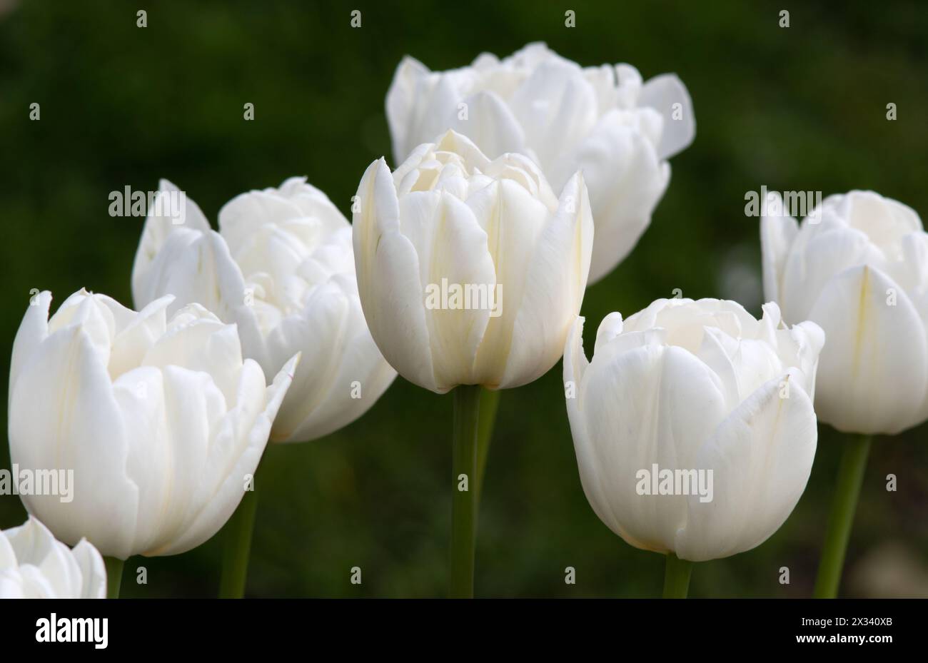 Tulip Ice Wonder Stock Photo - Alamy
