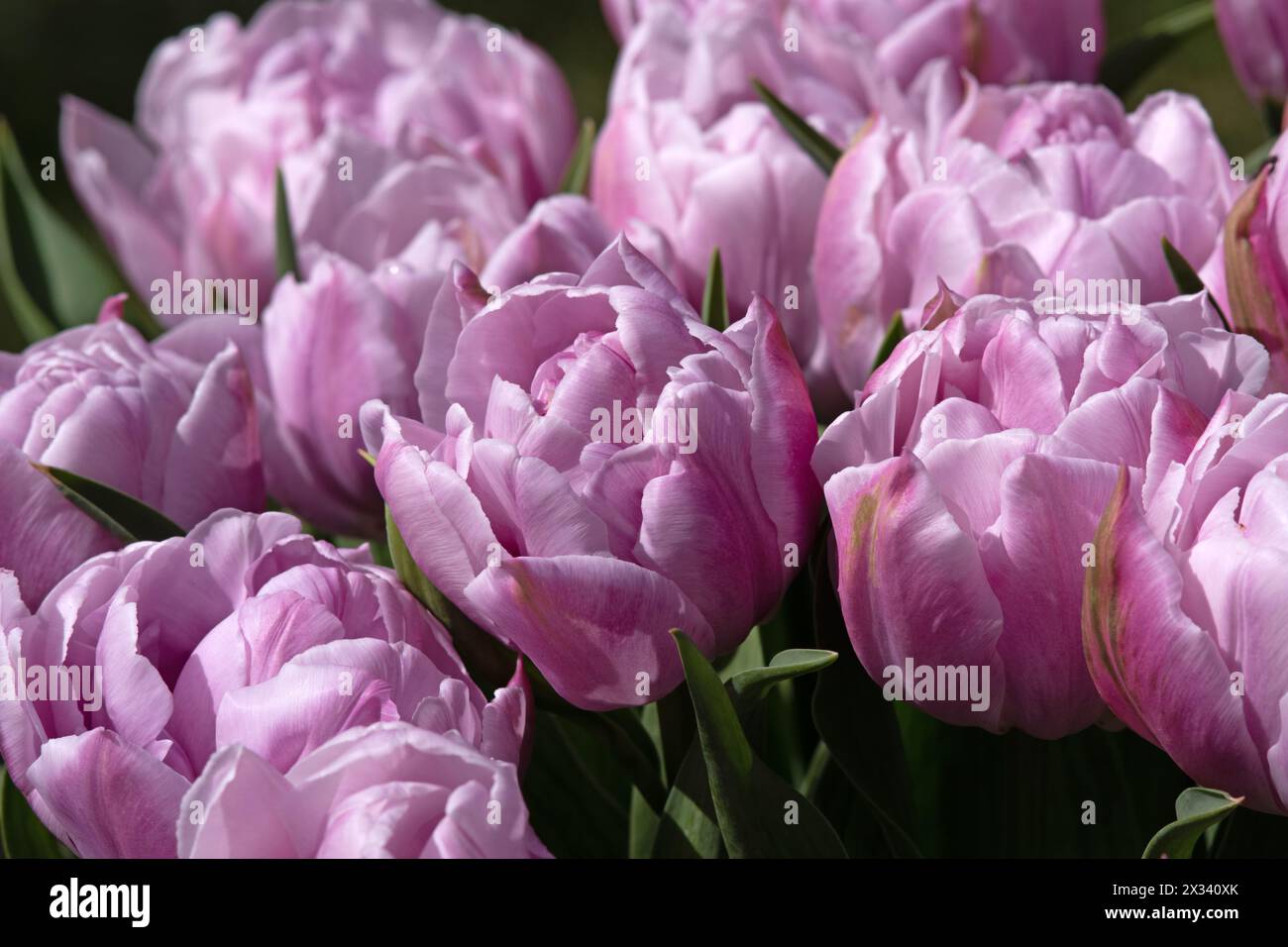 Double late tulip double you hi-res stock photography and images - Alamy