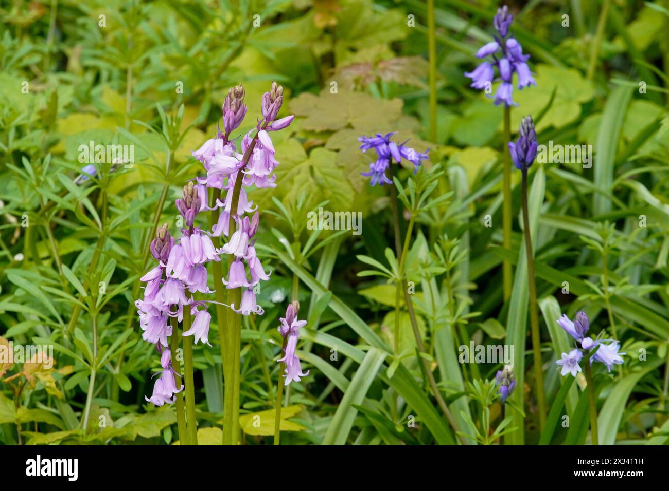 Bluebells in grass Stock Photo - Alamy