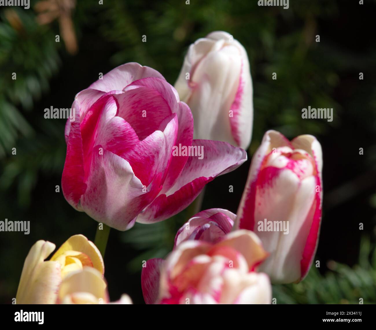 Tulip Play Girl Stock Photo - Alamy