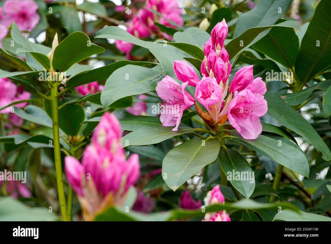 Flowering Azaela bush Stock Photo - Alamy