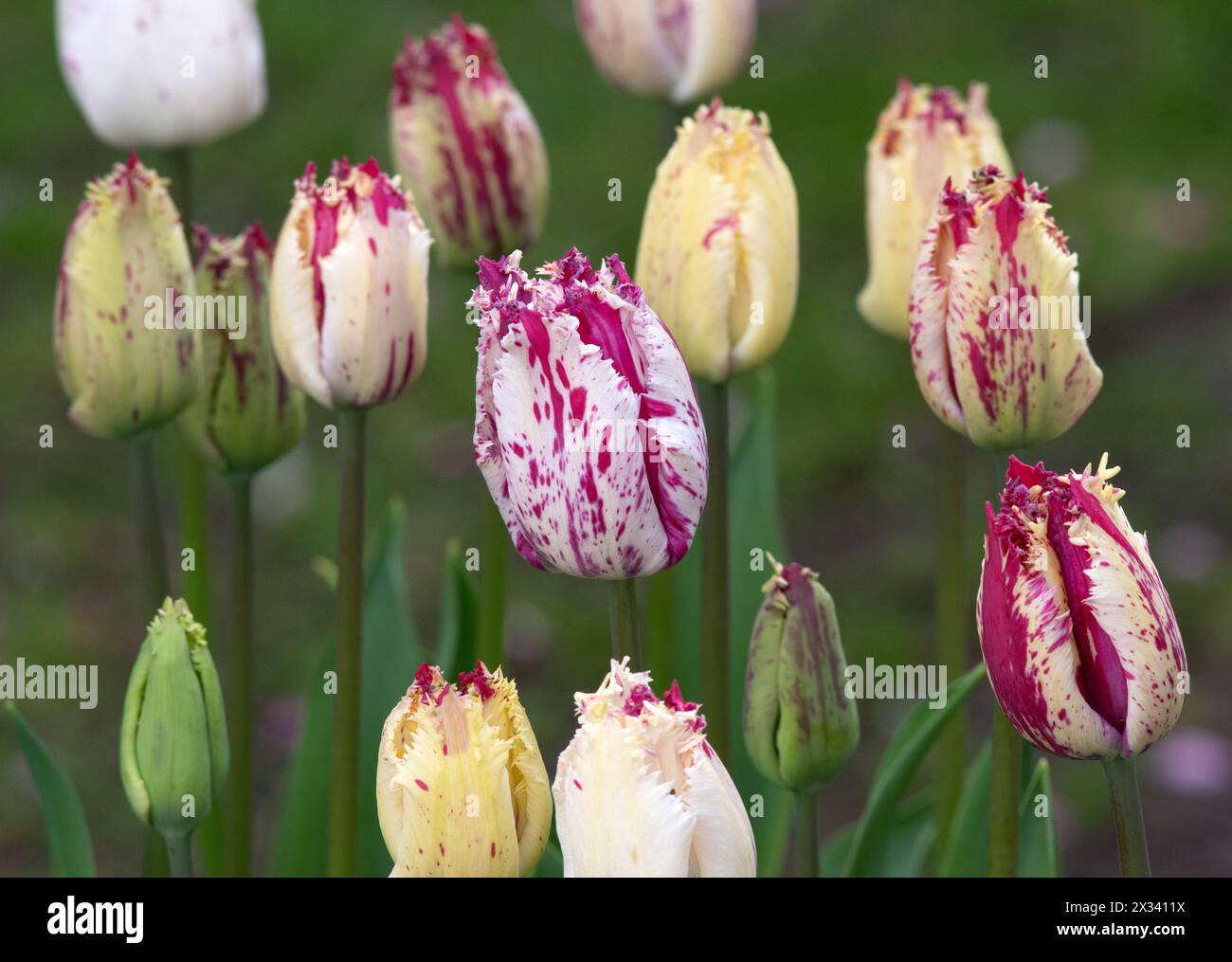 Tulip Purple Circus Stock Photo - Alamy