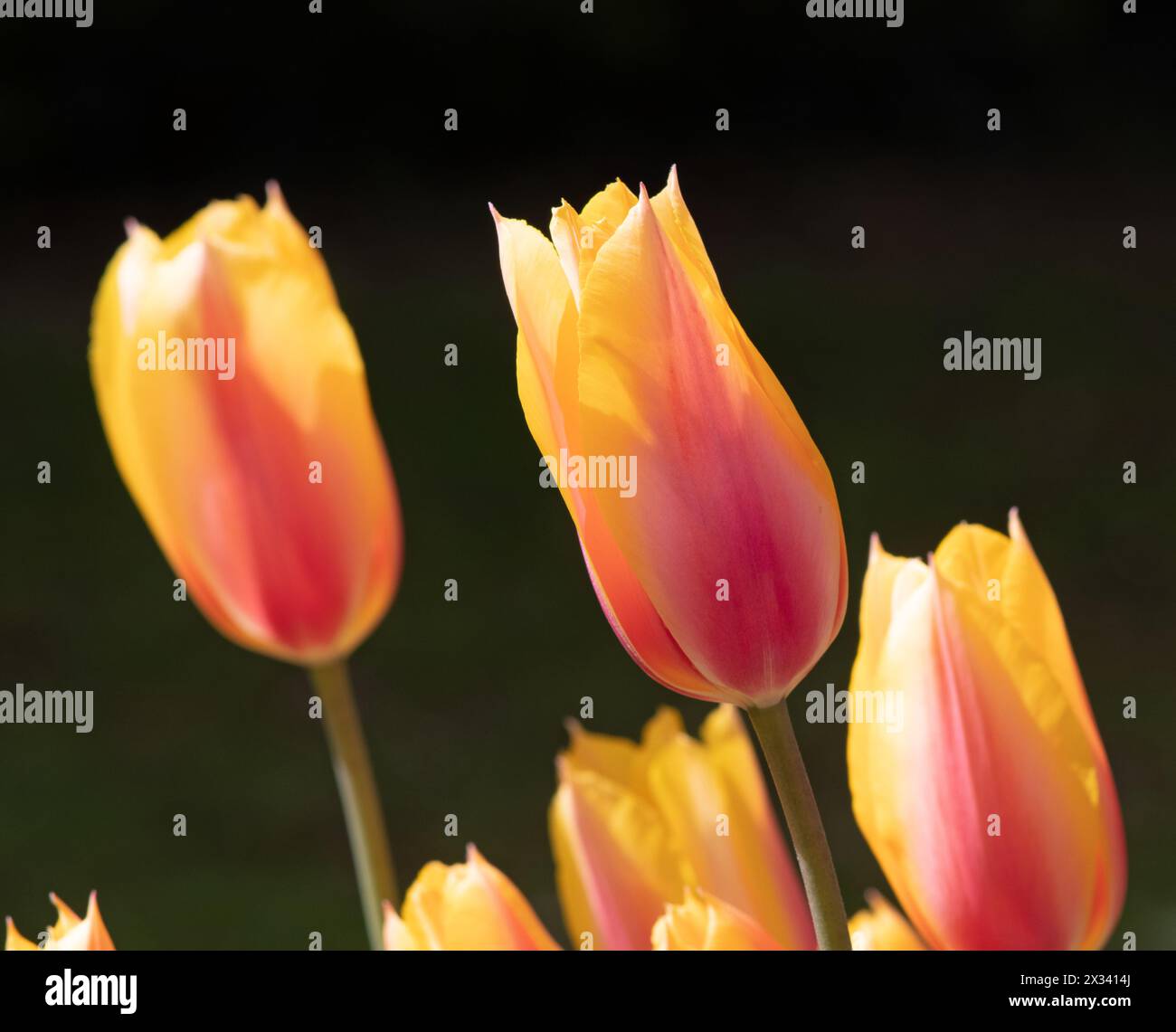 Tulip Blushing Lady Stock Photo - Alamy