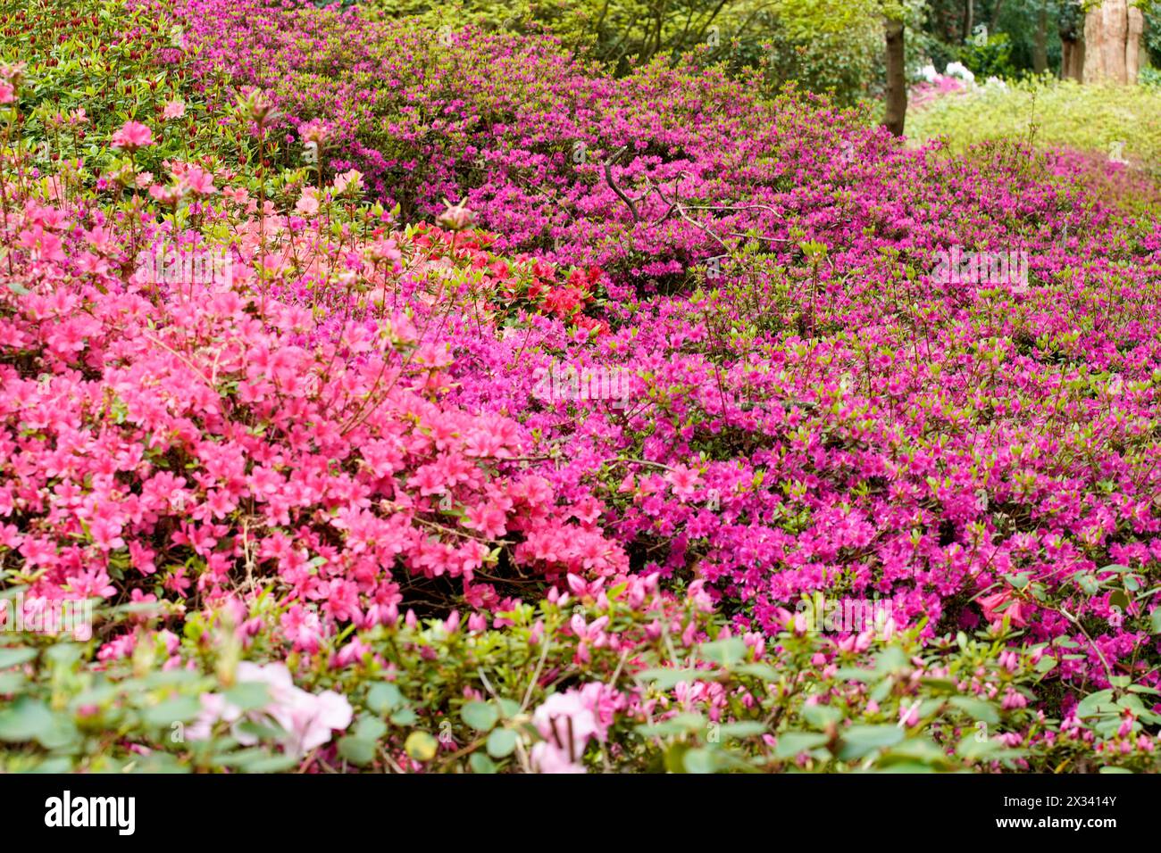 Flowering Azaela Bush Stock Photo - Alamy