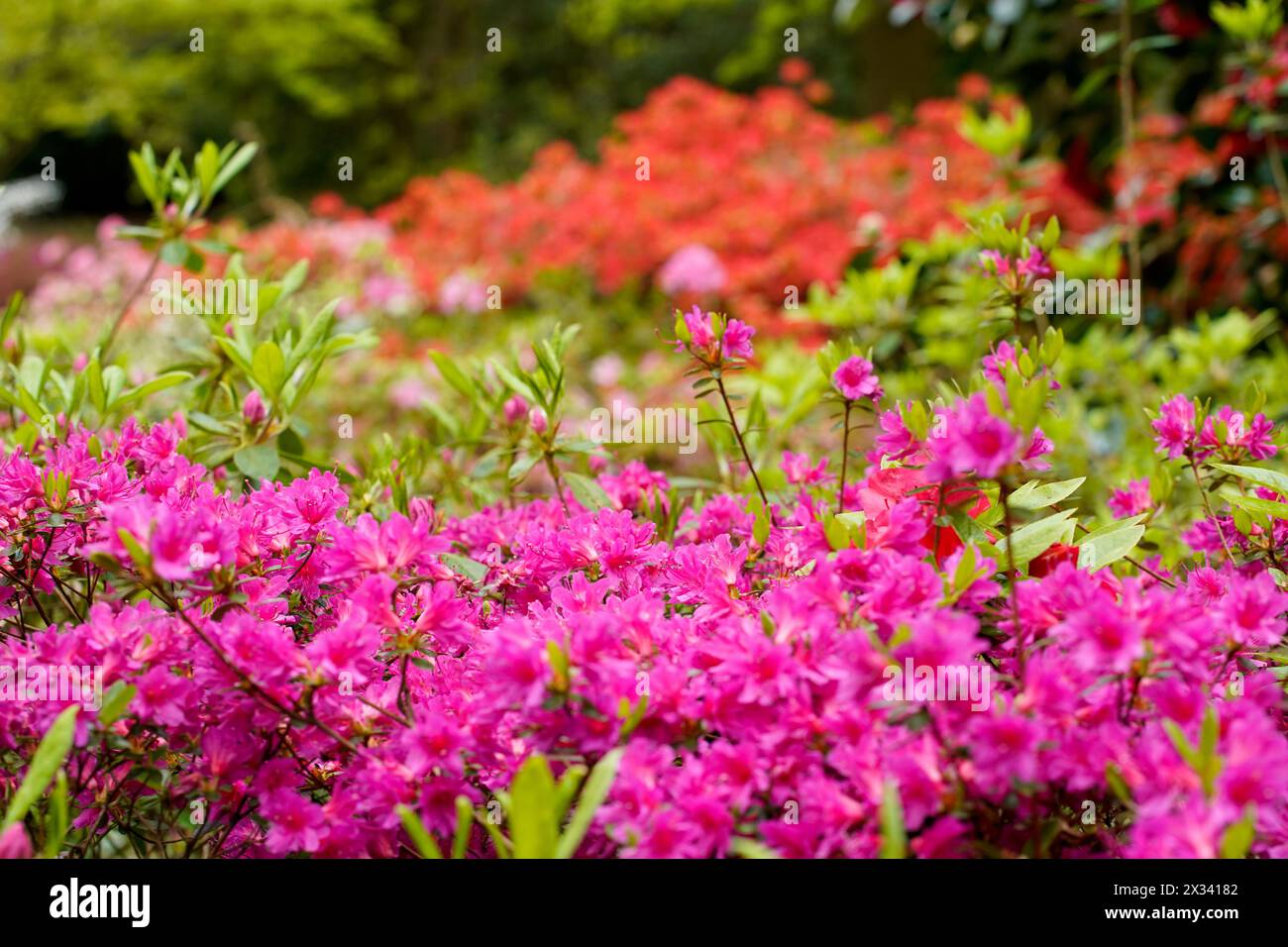 Flowering Azaela Bush Stock Photo - Alamy