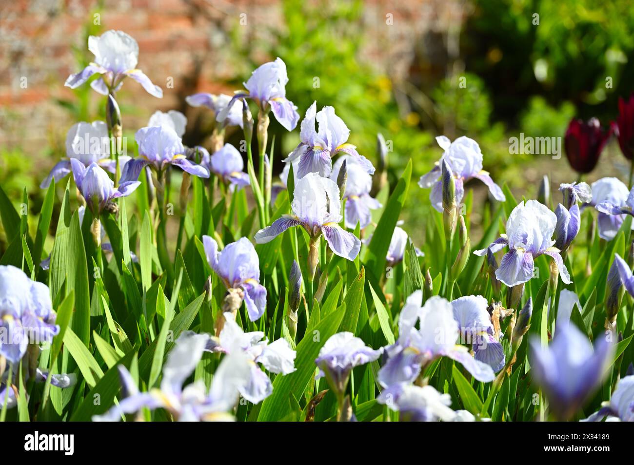 Delicate pale purple or mauve spring flowers of bearded Germanica iris ...