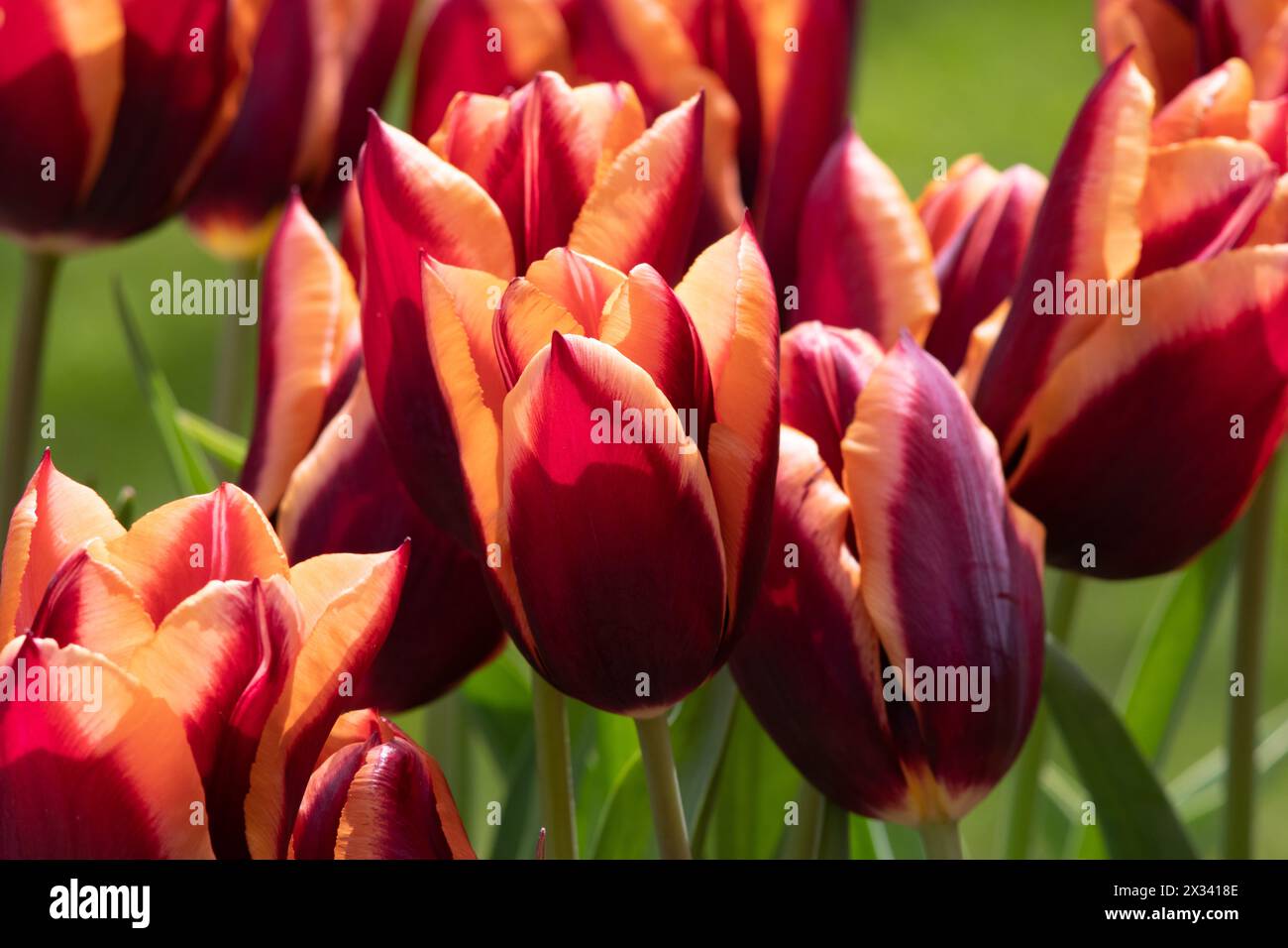 Tulip Muvota aka Slawa Stock Photo - Alamy