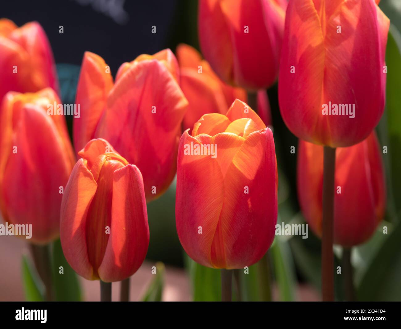 Jimmy triumph tulips hi-res stock photography and images - Alamy