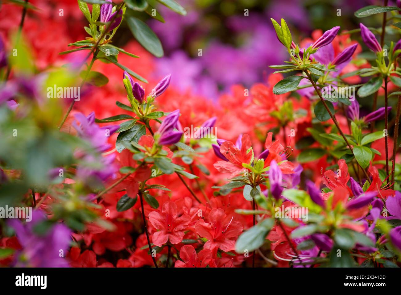 Cannizzaro hi-res stock photography and images - Alamy