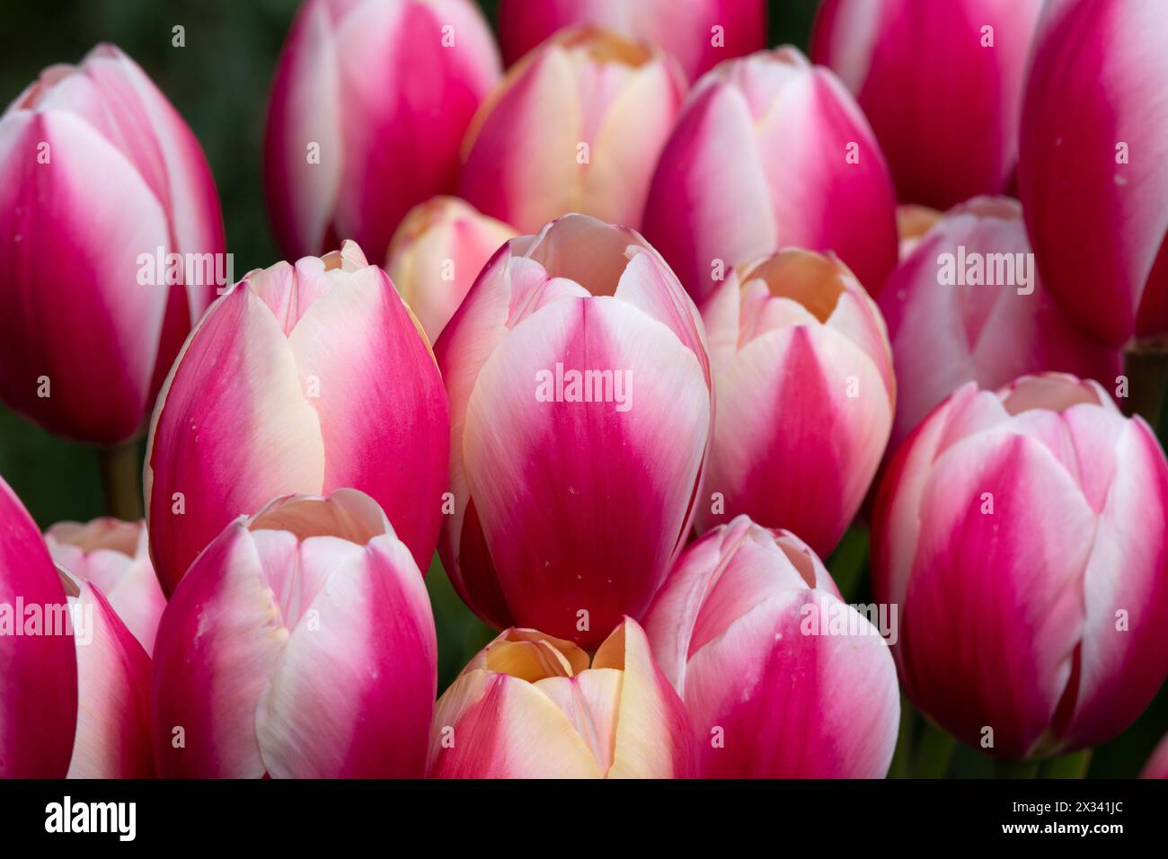Tulip Russian Princess Stock Photo - Alamy