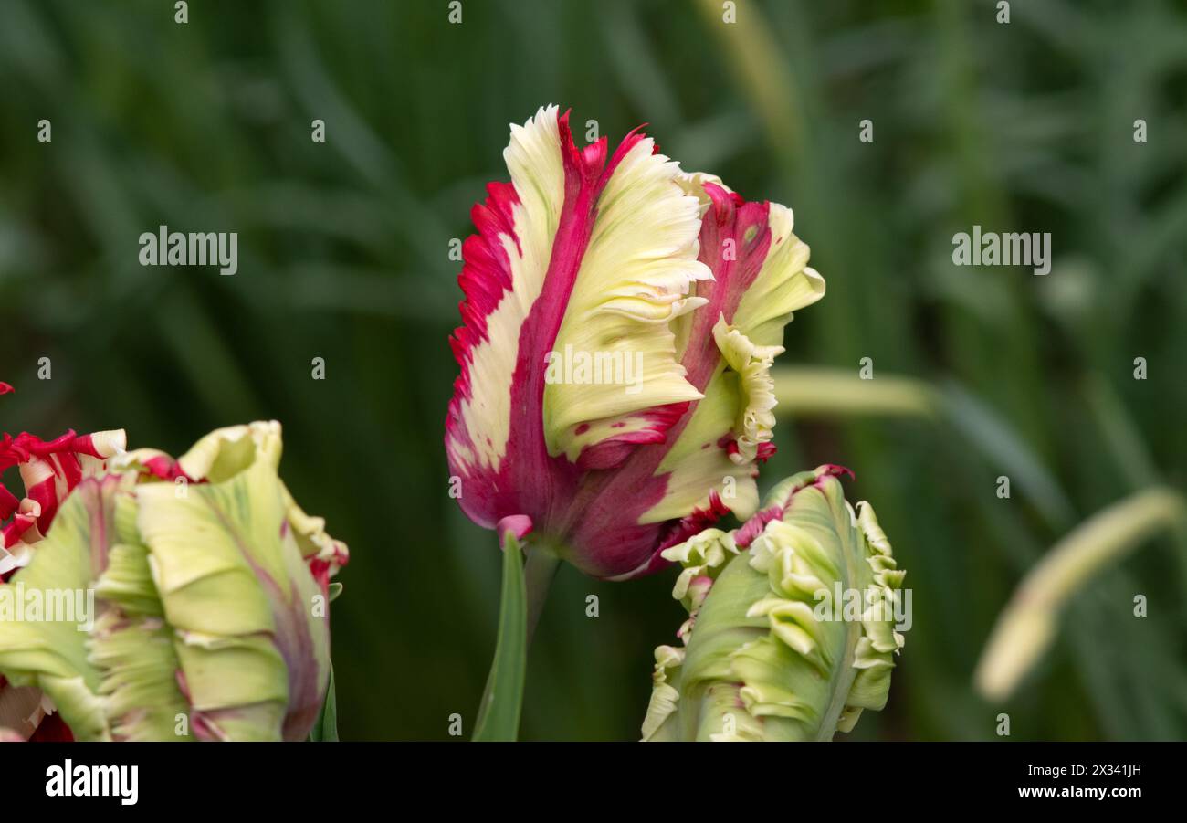 Tulip 'Estella Rijnveld' Stock Photo - Alamy