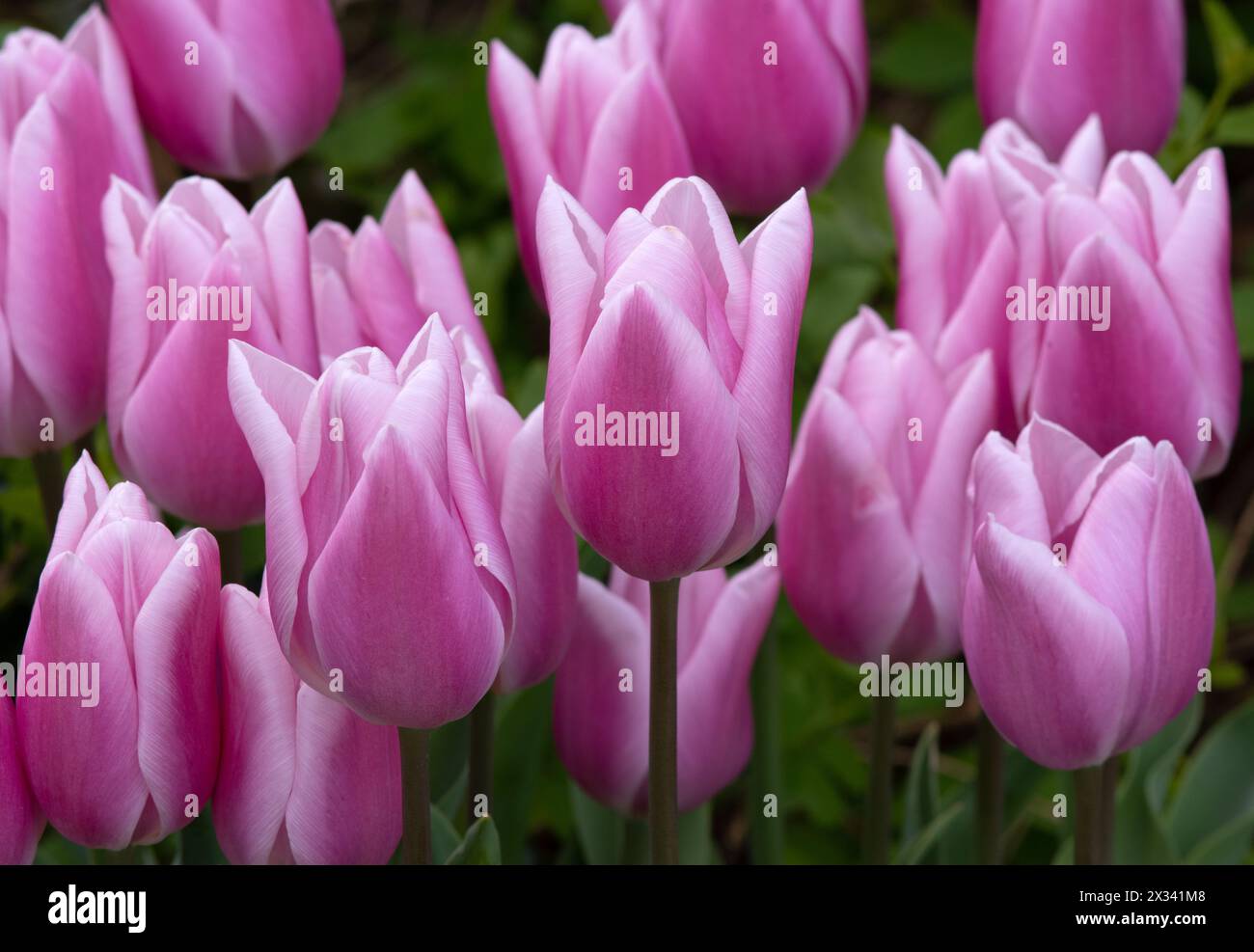 Tulipa gabriella hi-res stock photography and images - Alamy
