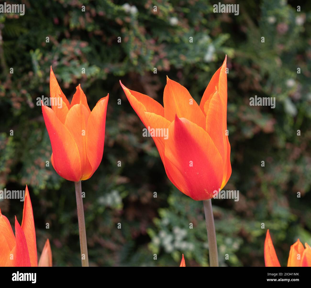 Tulipa ballerina flower hi-res stock photography and images - Alamy
