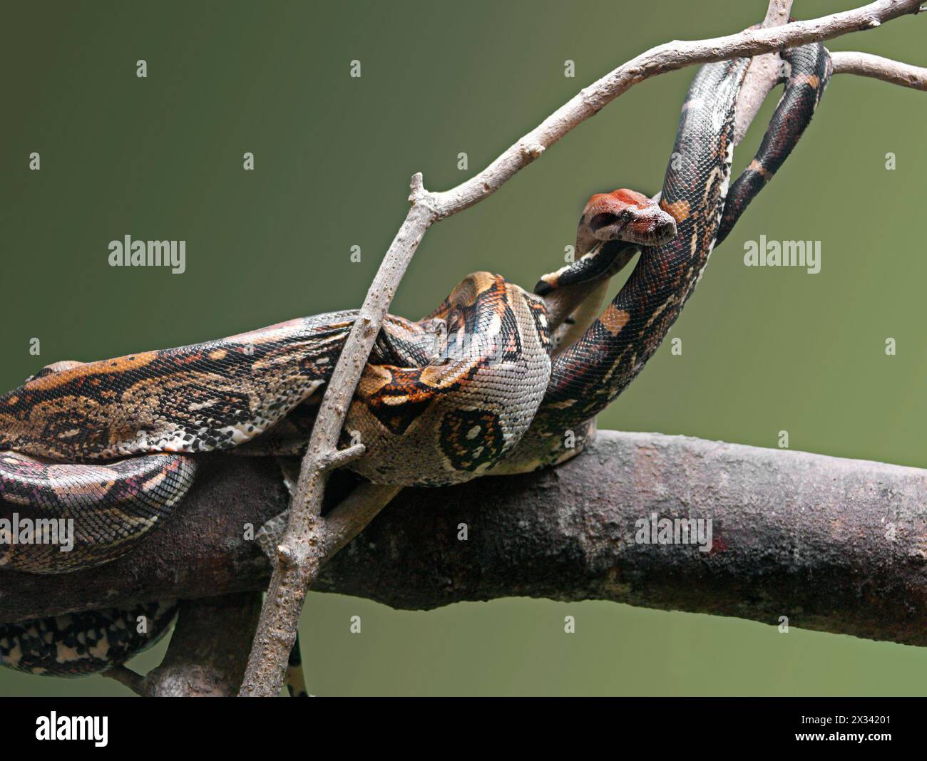 Monteverde reptile centre hi-res stock photography and images - Alamy