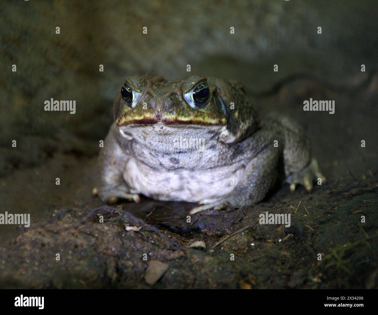 Cane Toad, Giant Neotropical Toad or Marine Toad, Rhinella marina ...