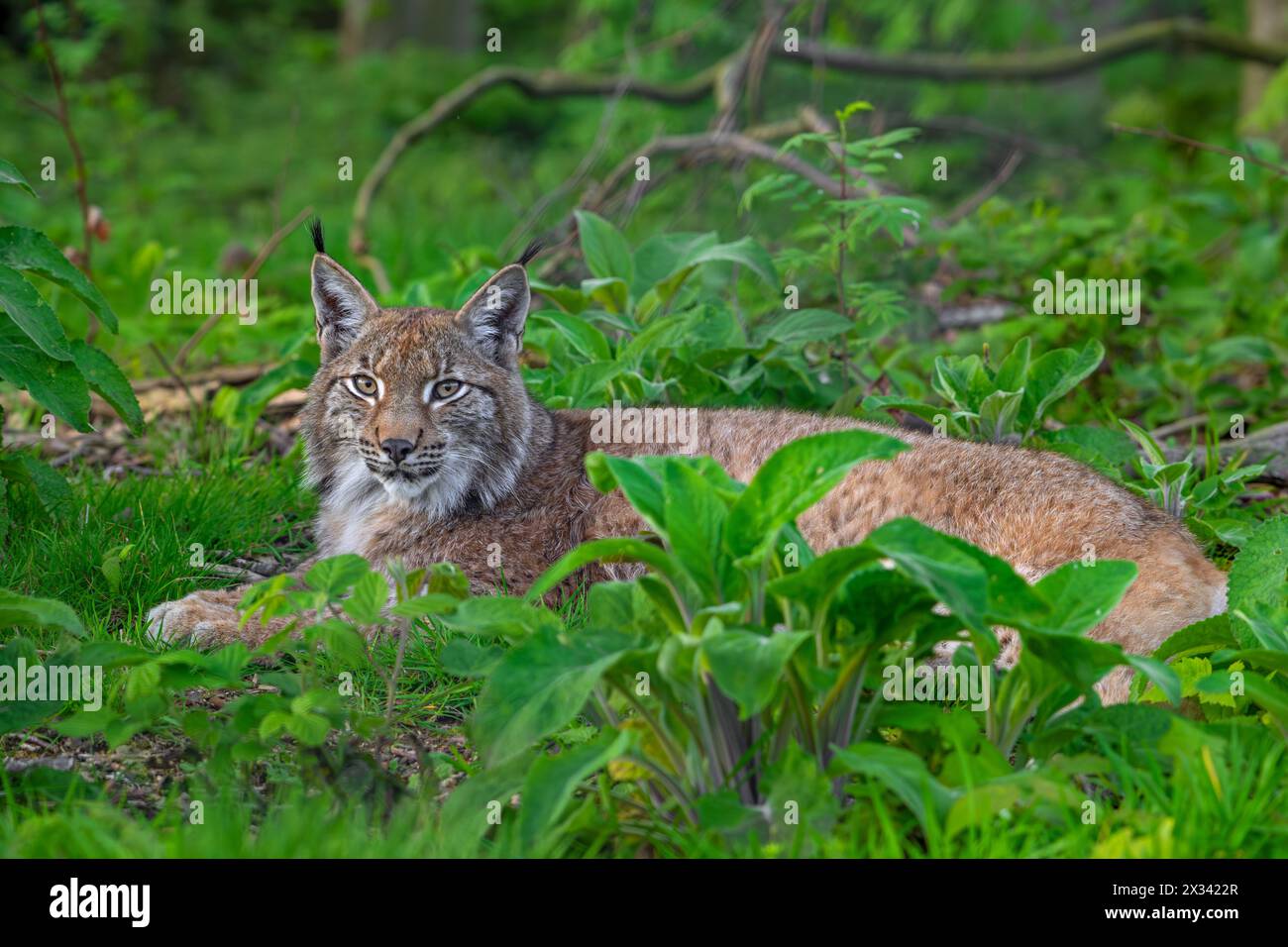 Eurasian lynx (Lynx lynx) resting in undergrowth of forest Stock Photo ...