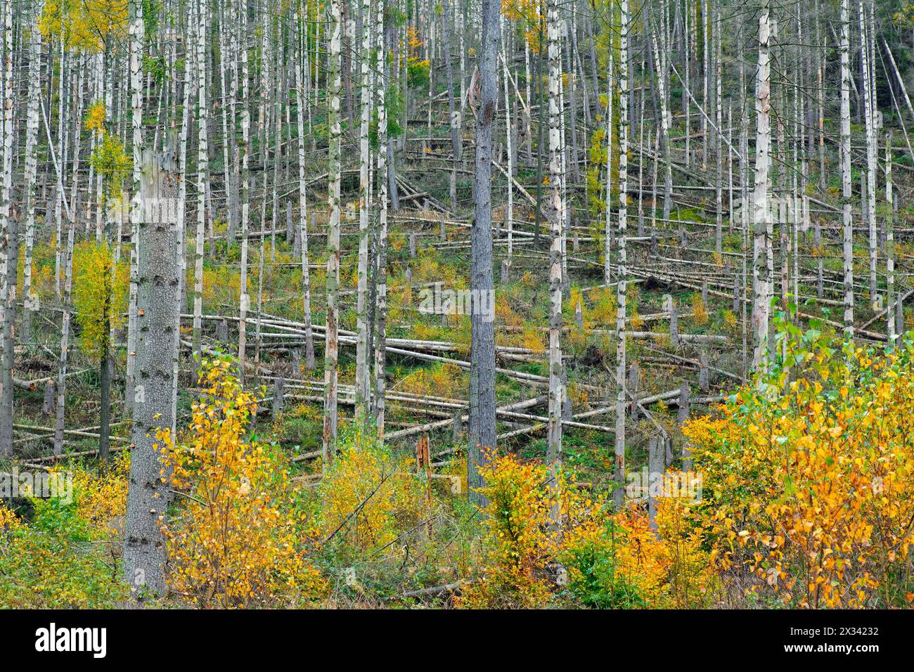 Regrowth of beech trees among dead spruce tree trunks, destruction in ...