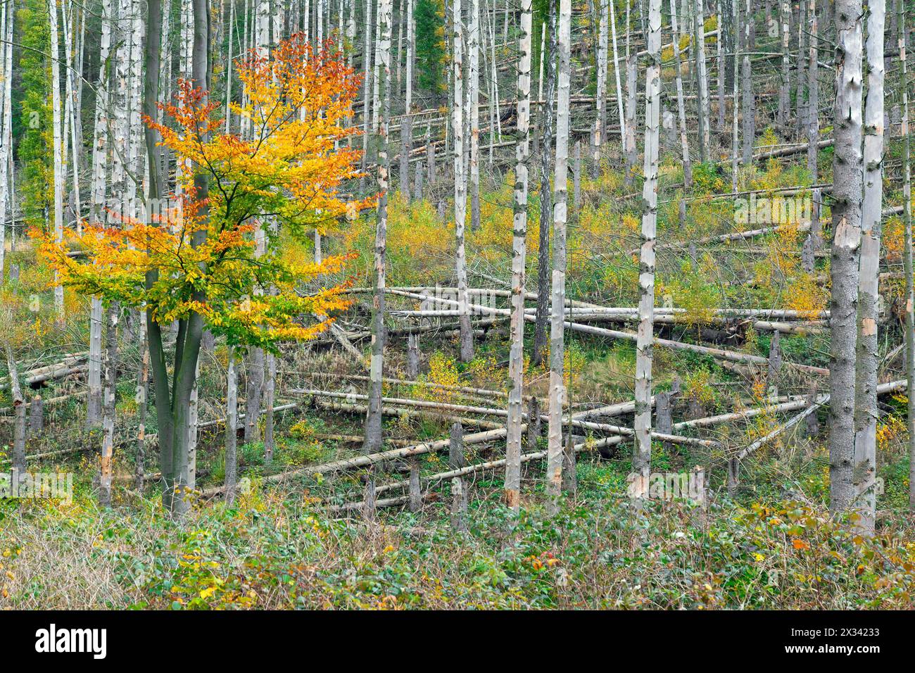 Regrowth of beech trees among dead spruce tree trunks, destruction in ...
