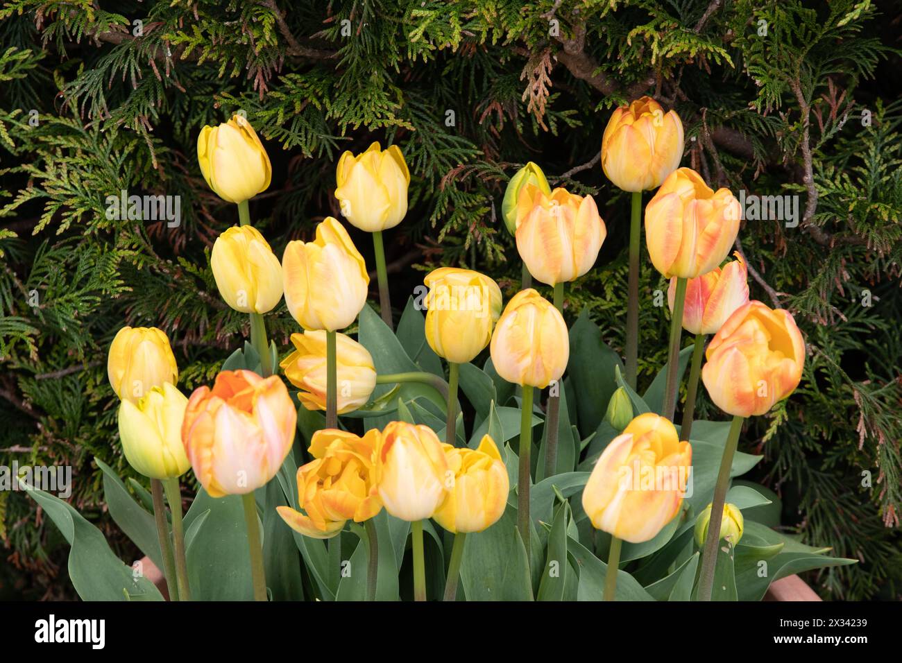 Tulip Creme Upstar, double late Stock Photo - Alamy