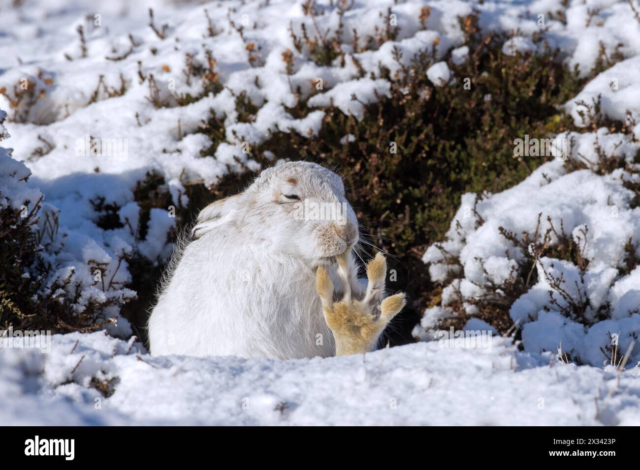 Mountain hare / Alpine hare / snow hare (Lepus timidus) in white winter ...