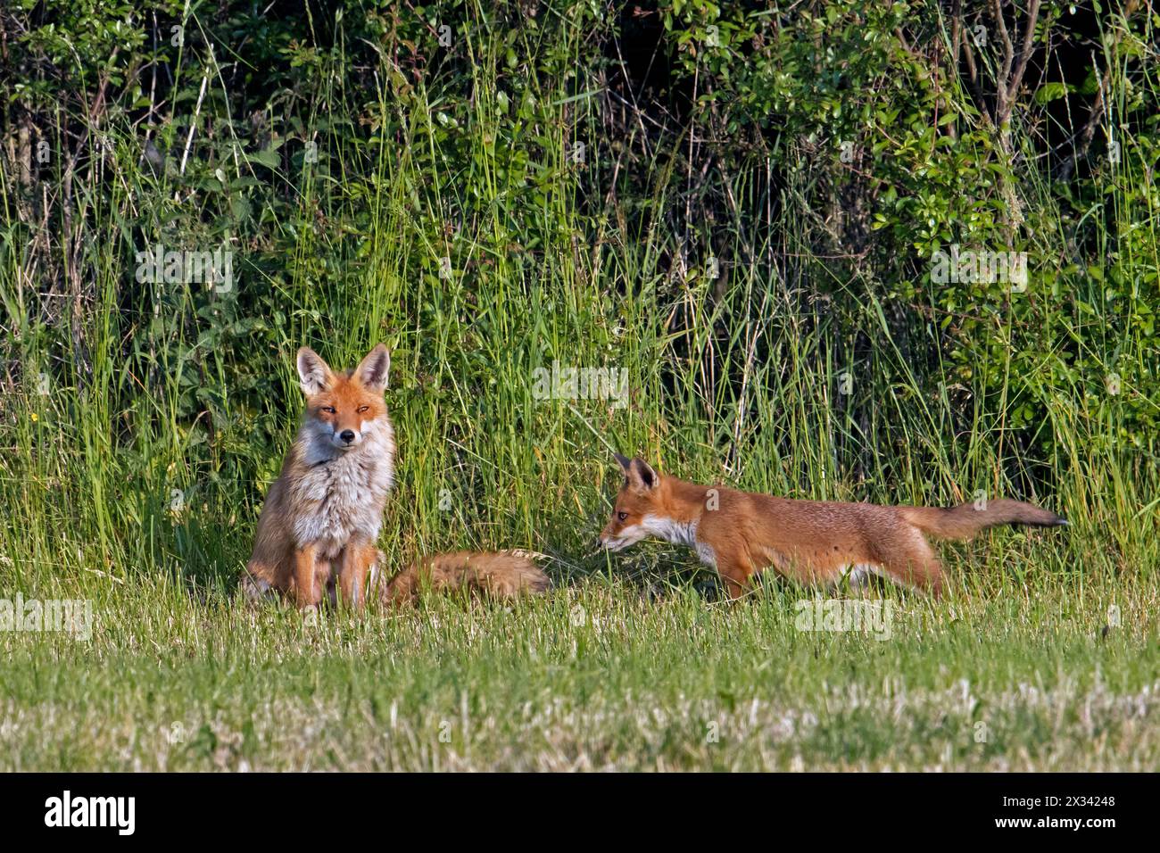 Red fox (Vulpes vulpes) female / vixen with juvenile foraging in grassland / meadow at forest’s ...