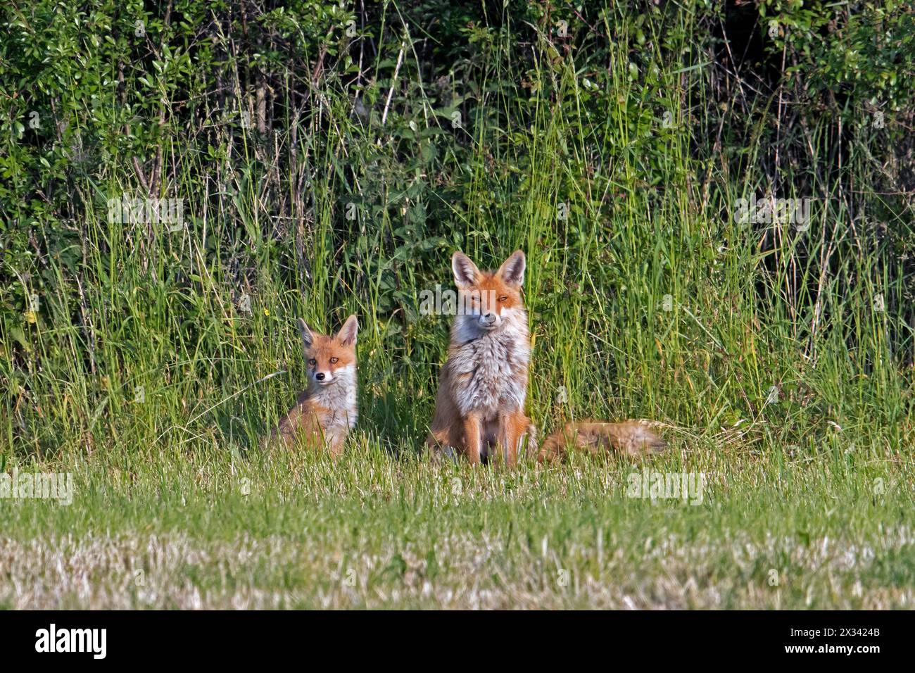 Red fox (Vulpes vulpes) female / vixen with juvenile foraging in grassland / meadow at forest’s ...