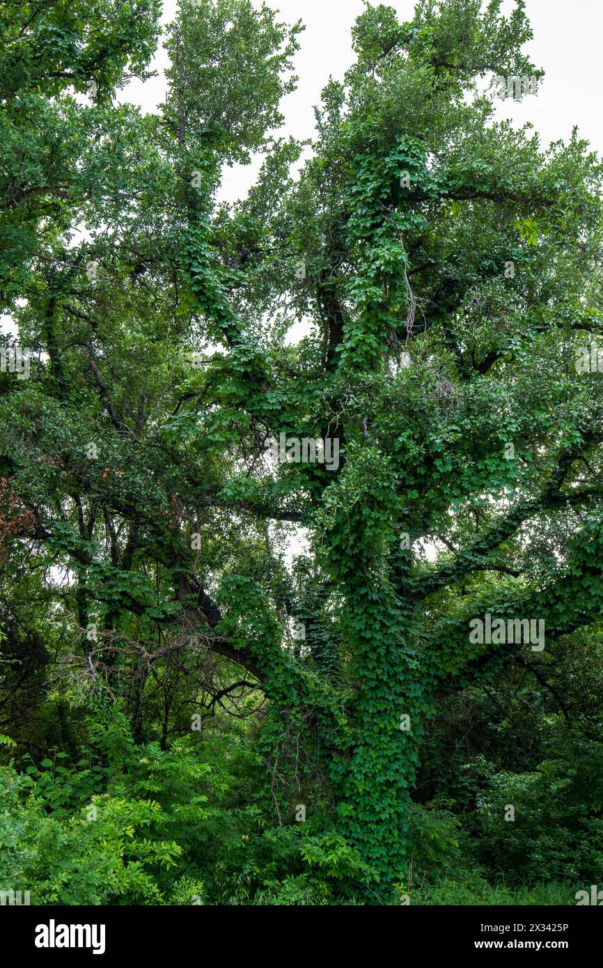 Vines have overgrown one tree, covering its trunk and branches ...