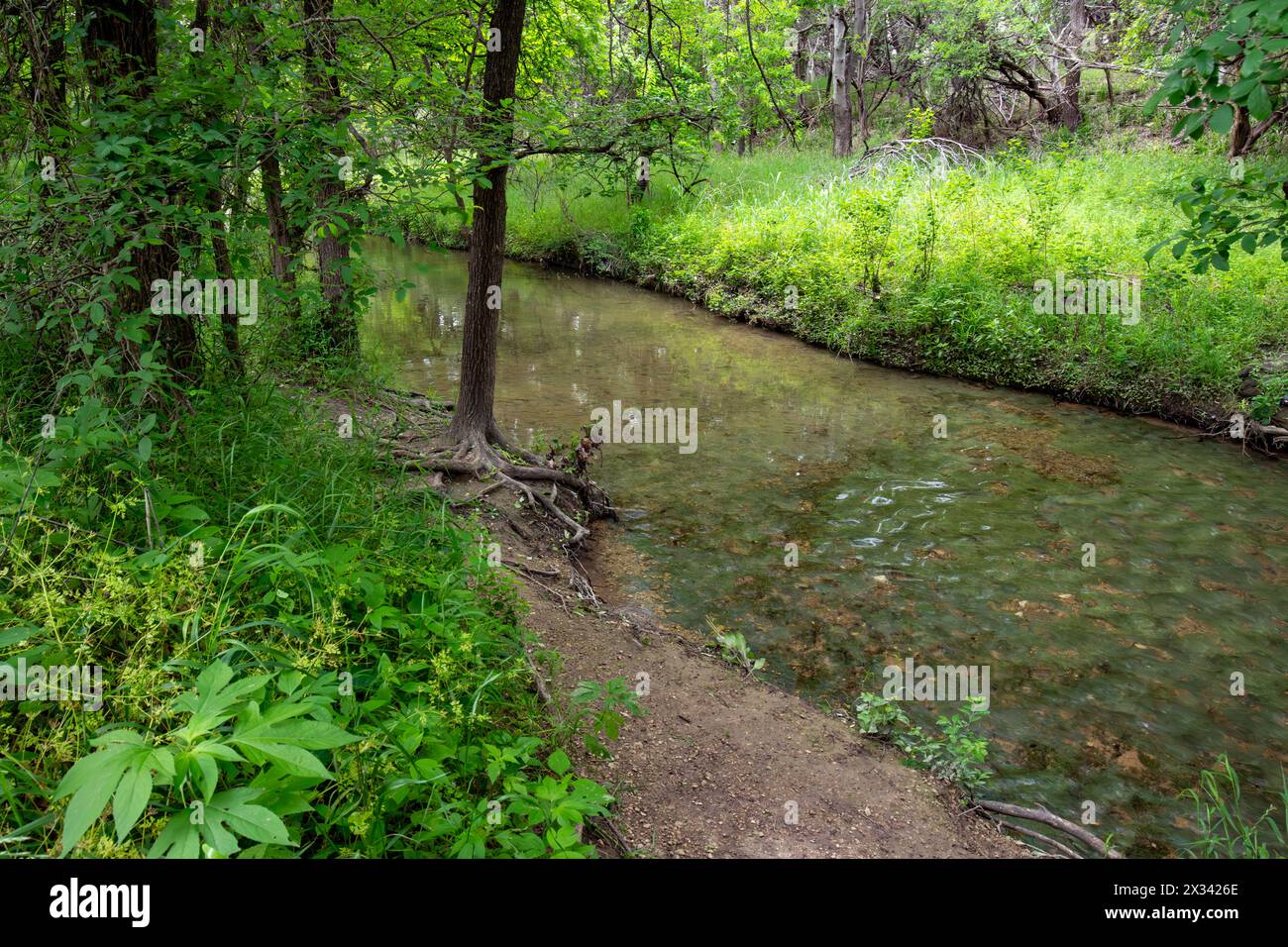 A tranquil stream meanders through a verdant forest with lush greenery ...