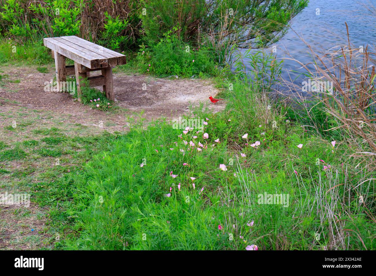 A lone wooden bench sits by the edge of a riverbank, surrounded by ...