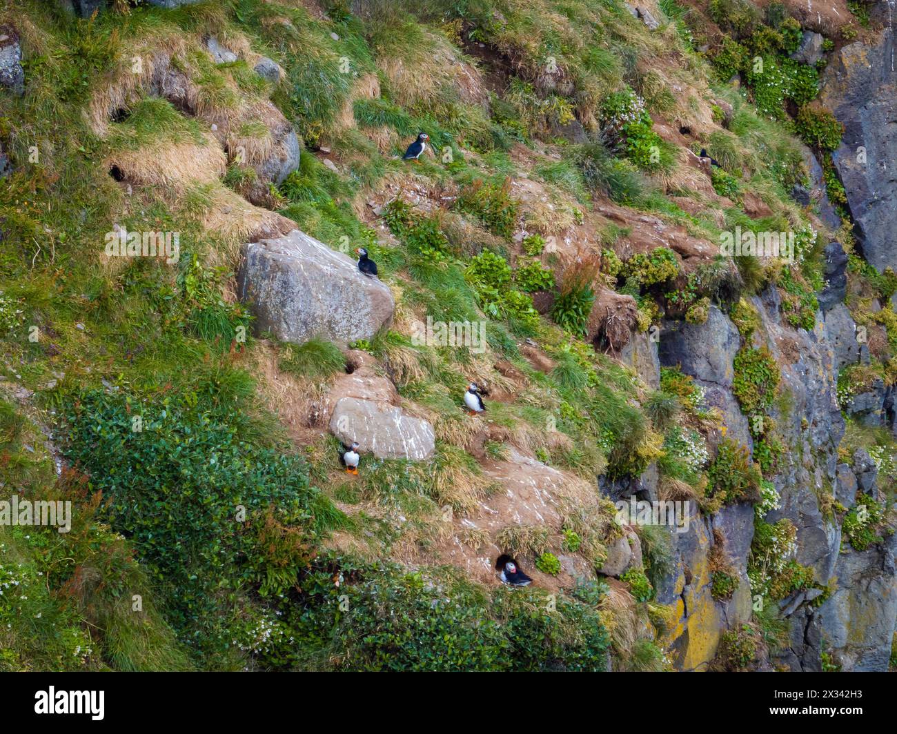 Sea parrots, a group of cute, quirky little birds in the natural ...