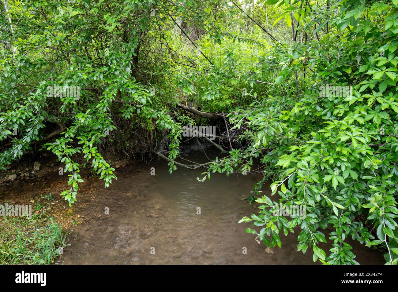 Lush green foliage surrounds a small murky creek, with a bubbling ...