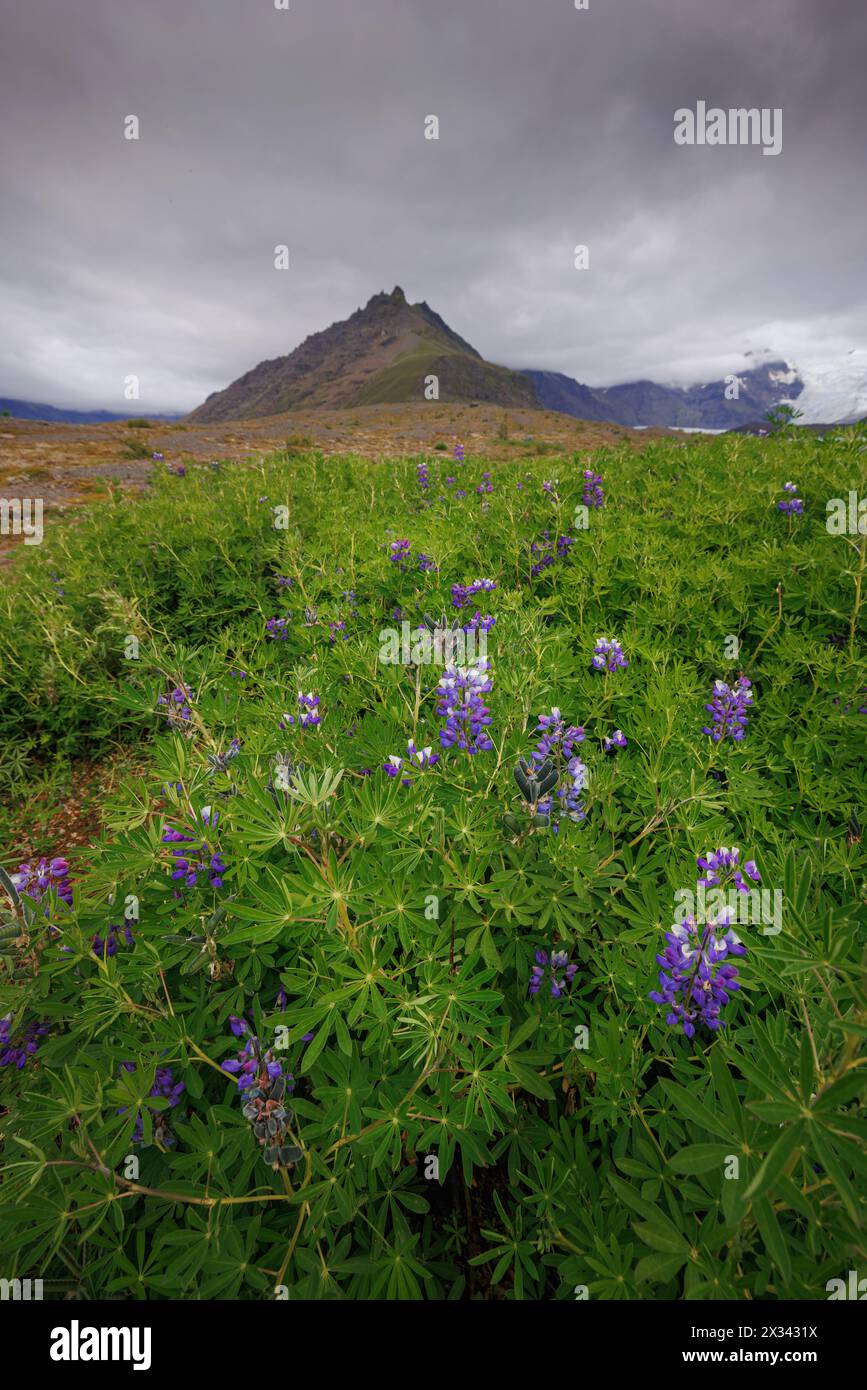 Iconic Icelandic nature, glacier scenery with beautiful flower Alaskan ...