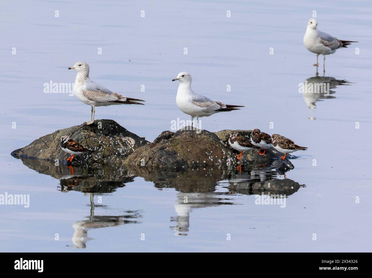 Strangford Lough, Kircubbin, County Down, Northern Ireland, UK. 24th ...