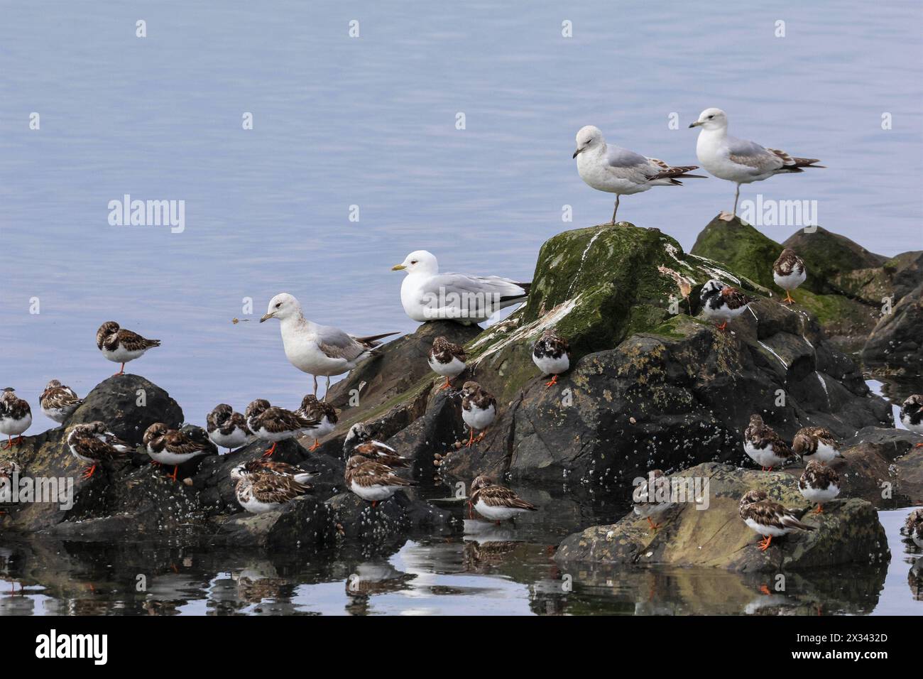 Spring kircubbin hi-res stock photography and images - Alamy