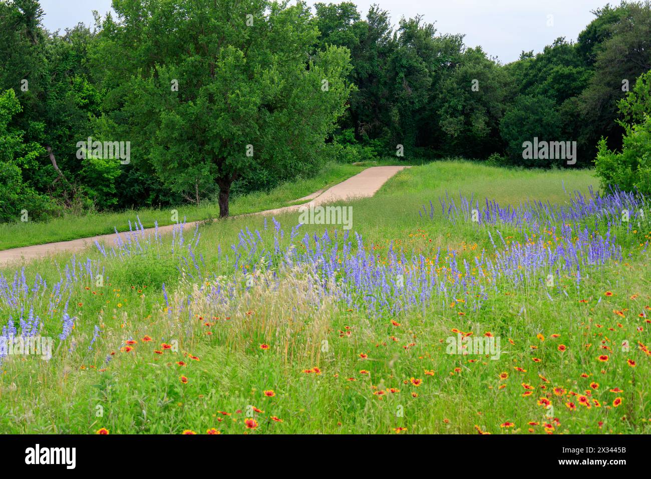 Meadow poppies under blue hi-res stock photography and images - Alamy