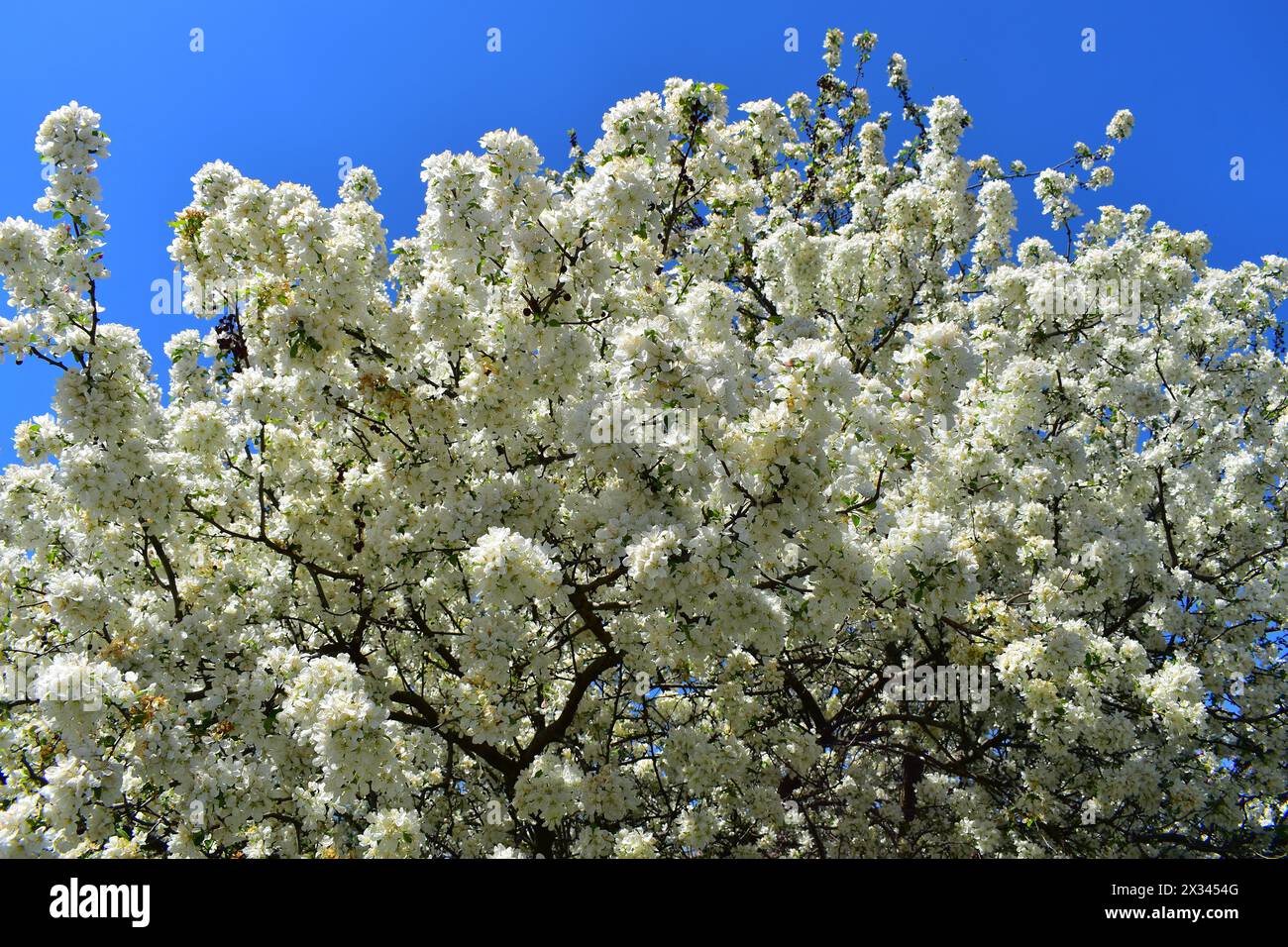 Crabapple Blossoms at Arie den Boer Arboretum in Des Moines, Iowa Stock ...