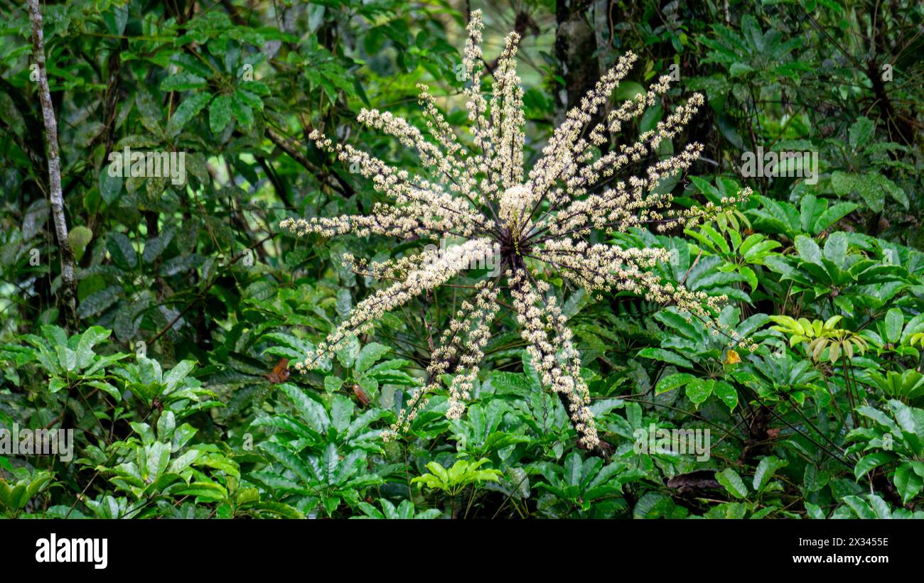 Schefflera digitata patete schefflera digitata patete hi-res stock ...