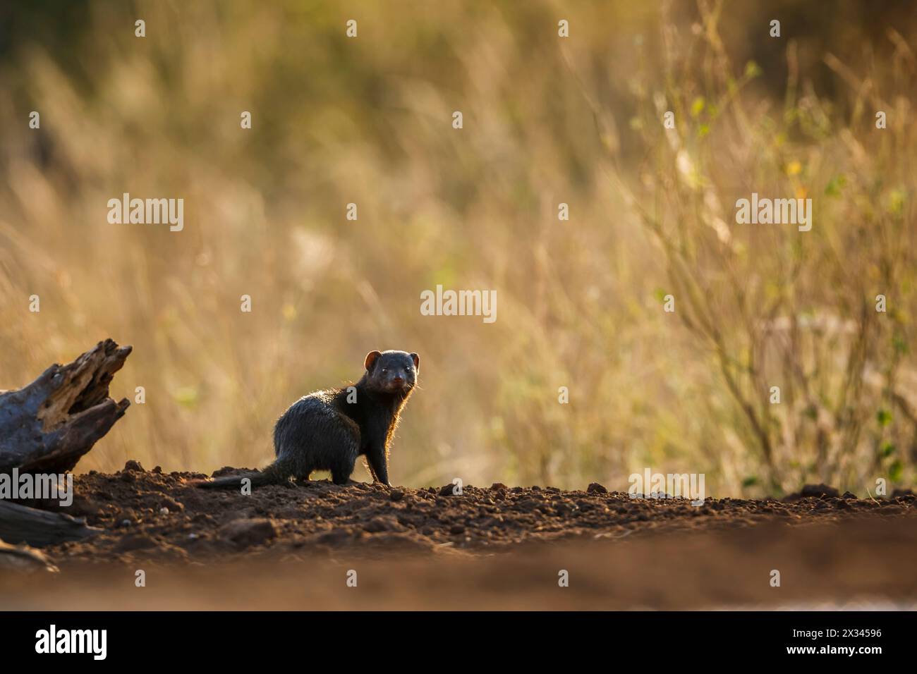Common dwarf mongoose in Kruger National park, South Africa ; Specie ...