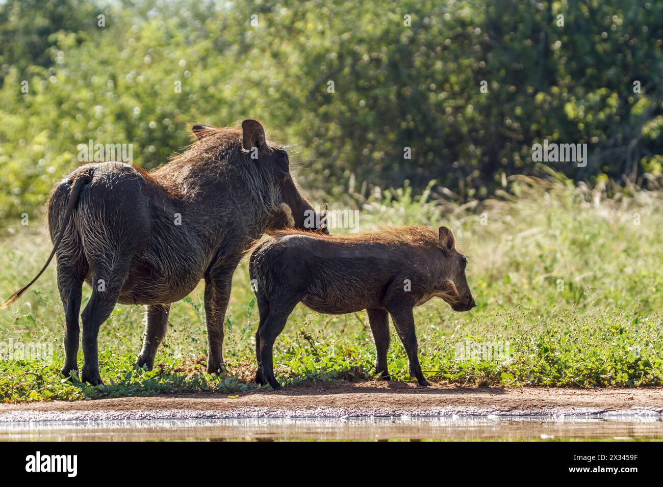 Common warthog female and cub bonding in backlit in Kruger National ...