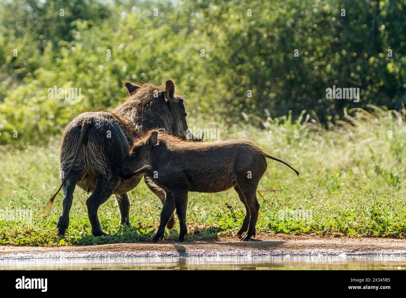 Warthog female hi-res stock photography and images - Alamy