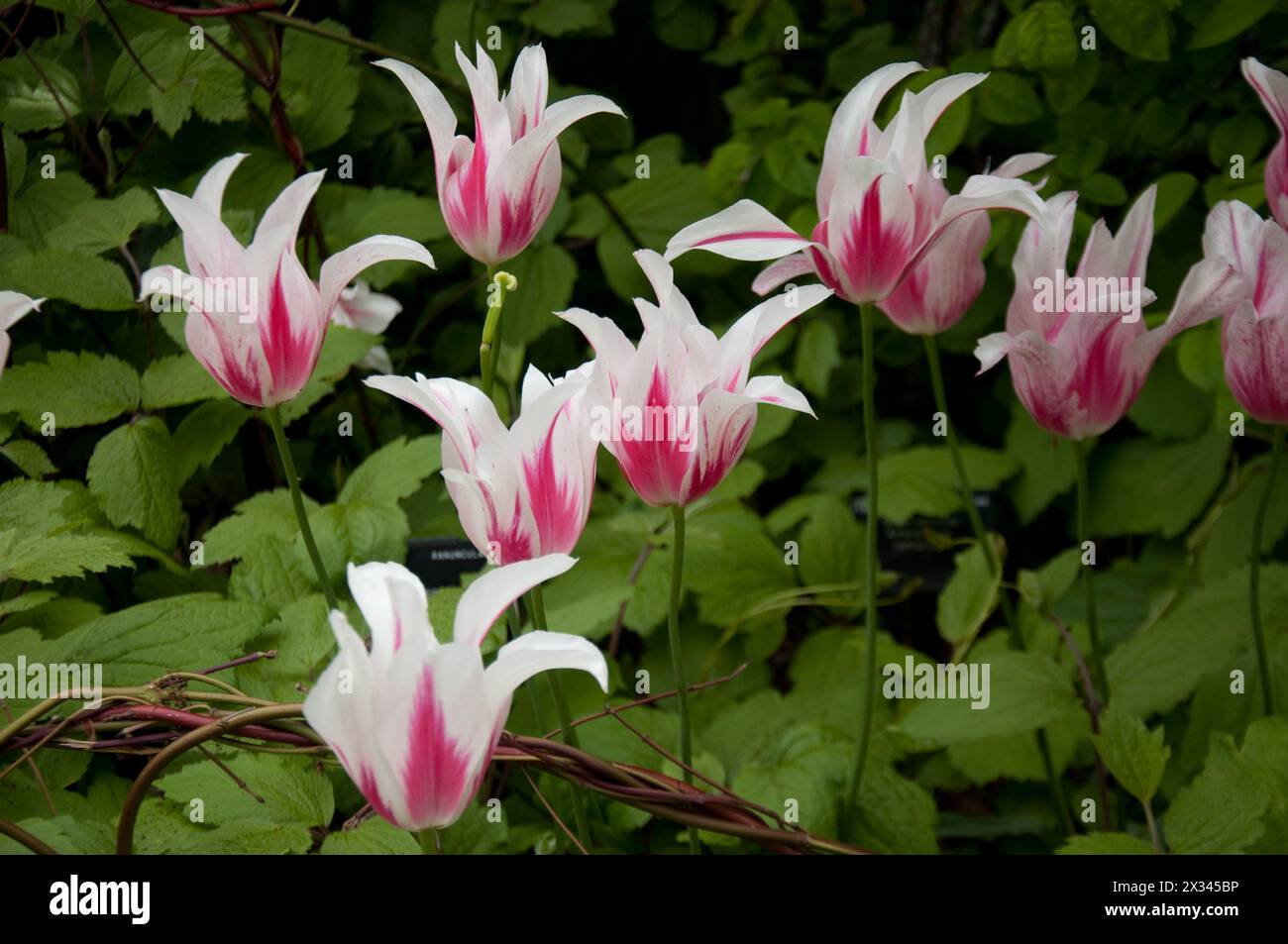 Tulip clusiana 'Peppermintstick', Kew Gardens; Royal Botanical Gardens ...