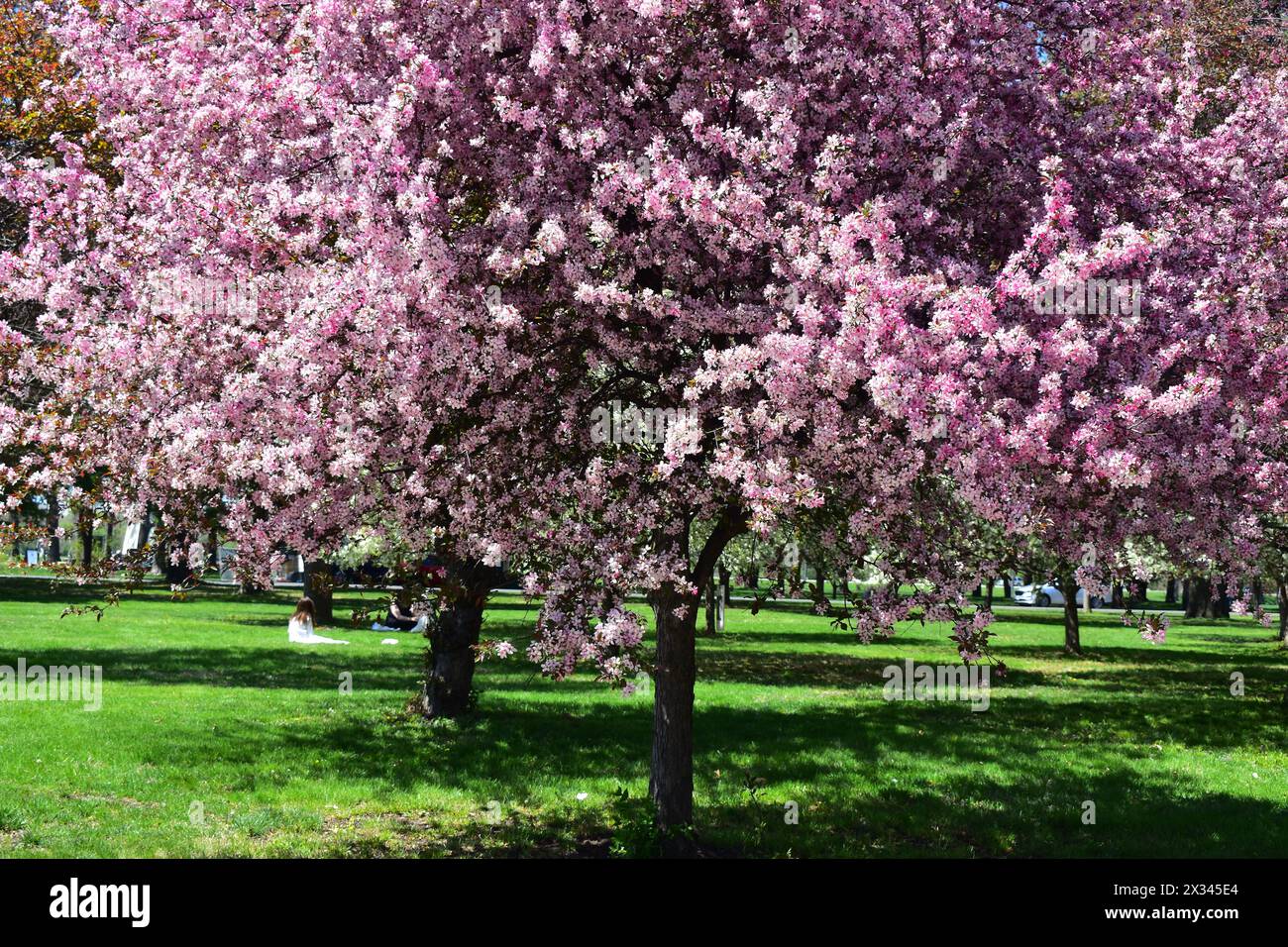 Crabapple Blossoms at Arie den Boer Arboretum in Des Moines, Iowa Stock ...