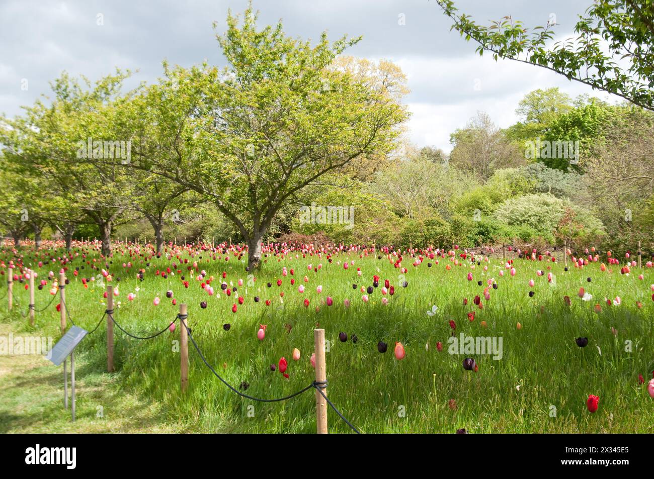 Tulip Medley, Kew Gardens; Royal Botanical Gardens; Kew, Richmond ...