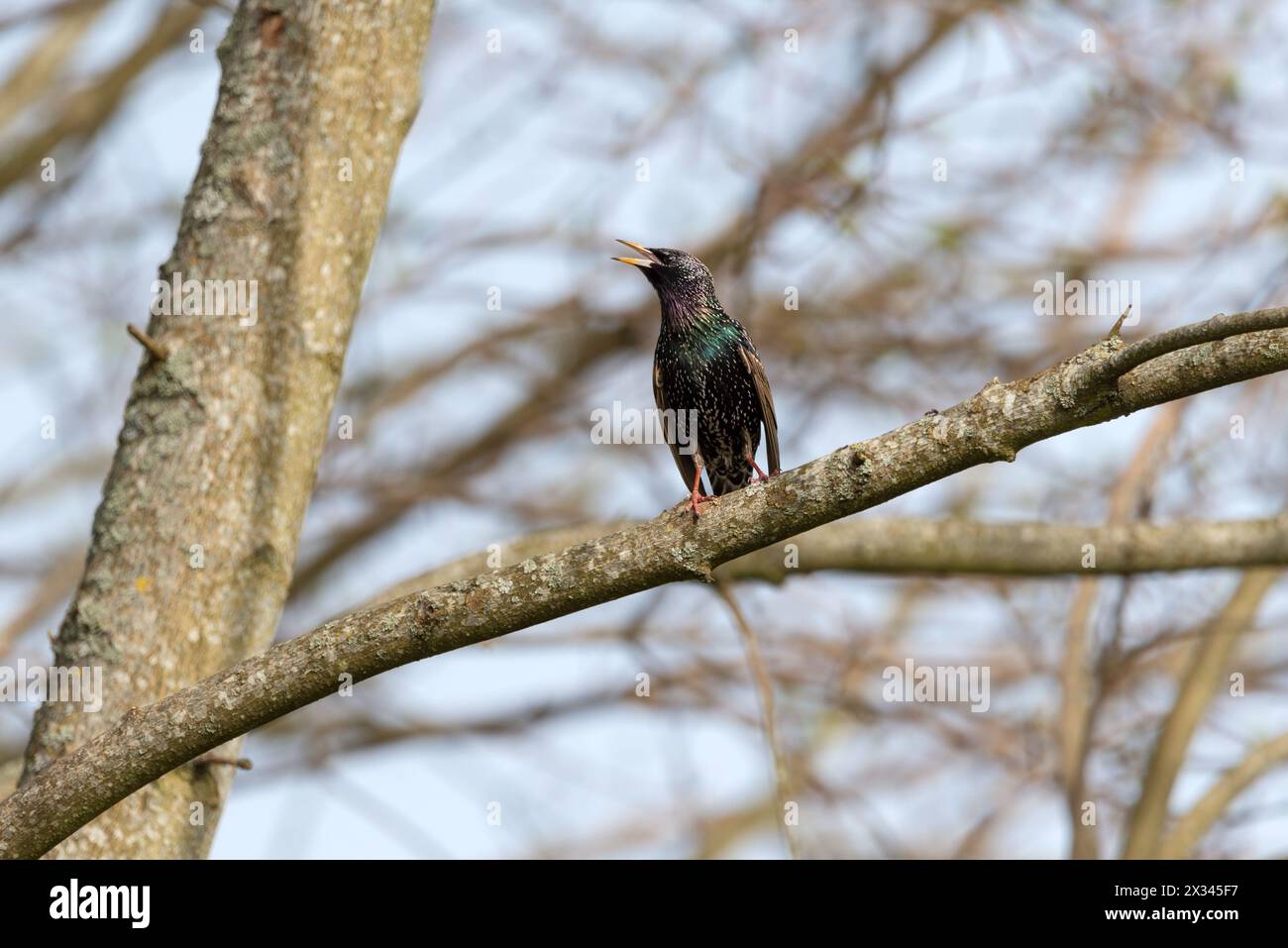 Starling Sturnus vulgaris - love song- the magic of color Stock Photo ...